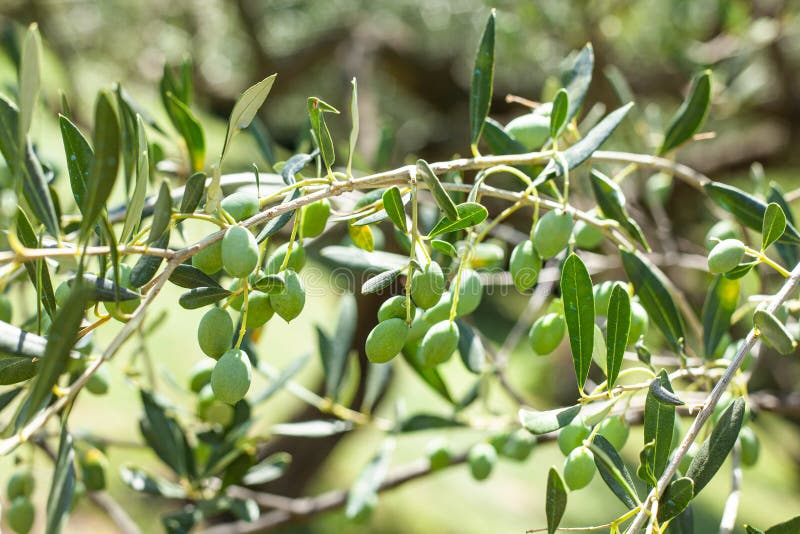 Unripe olives in August stock photo. Image of harvesting - 194373340