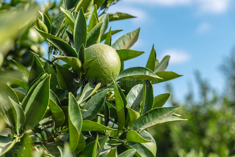 Unripe Oranges on an Orange Tree Branch on a Sunny Day Stock Image ...