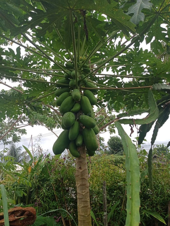 Unripe Papaya Fruit is Still Green Stock Photo - Image of papaya ...