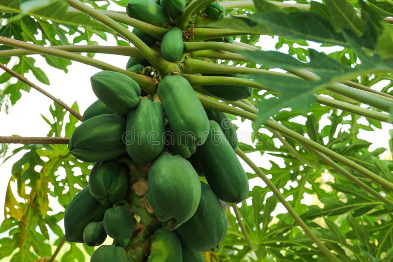 Unripe Papaya Fruits Growing on Tree Outdoors Stock Photo - Image of ... Unripe Papaya Fruits Growing on Tree Outdoors Stock Photo - Image of ...