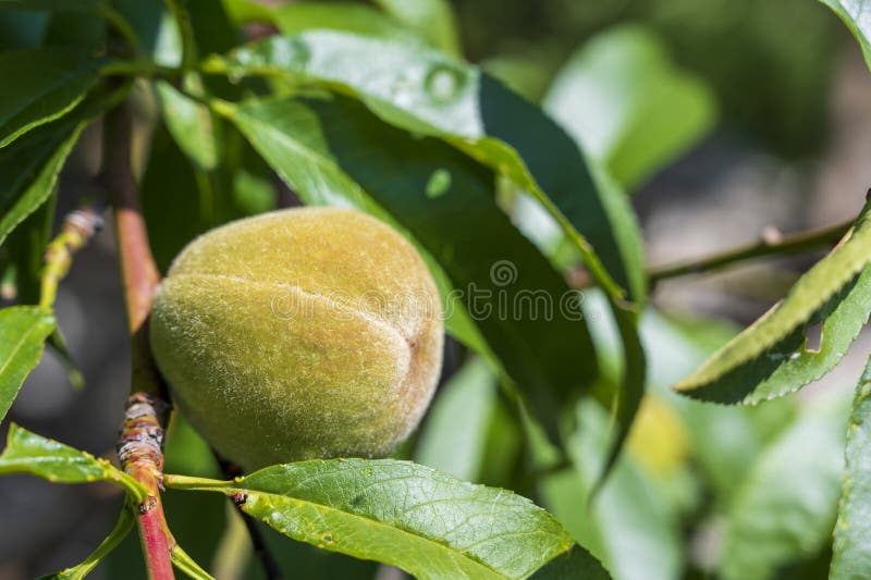 Unripe peach fruit stock image. Image of twig, botanical - 254502141