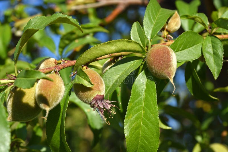 Unripe peach stock image. Image of plant, freshness, cultivated - 55958417