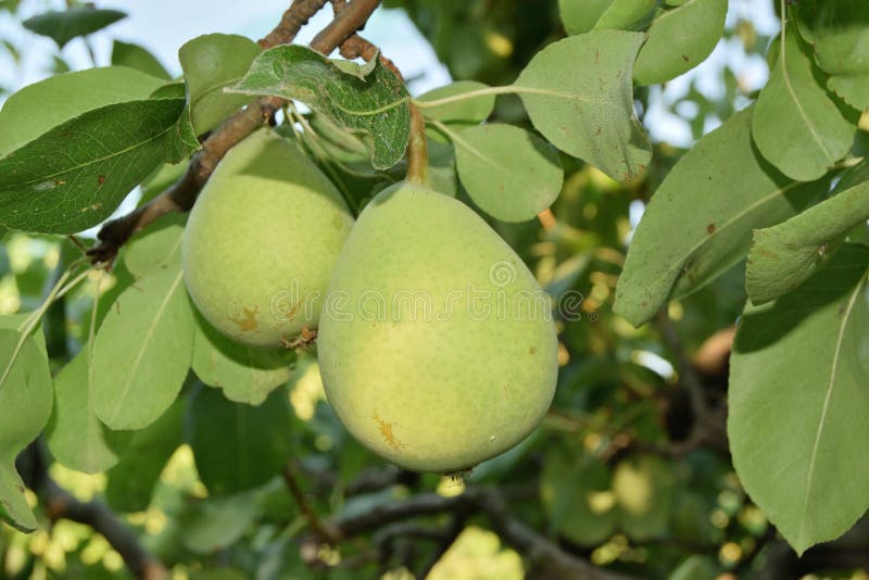 Unripe Pears on a Branch Covered with Rain Drops. Stock Image - Image ...