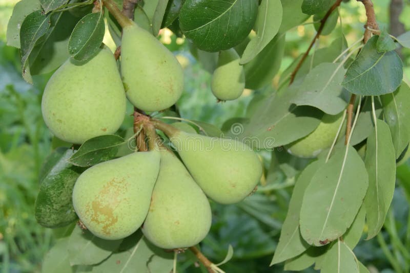 Unripe Pears on a Branch Covered with Rain Drops. Stock Image - Image ...