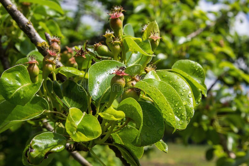 Unripe Pears on a Branch Covered with Rain Drops. Stock Photo - Image ...