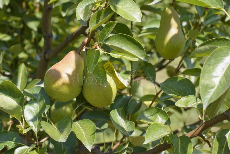 Unripe Pears on a Branch Covered with Rain Drops. Stock Image - Image ...