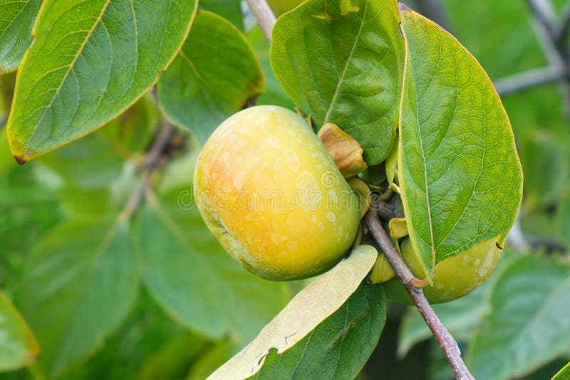 Persimmon Fruit And Green Leaves In Nature Stock Image - Image of ...