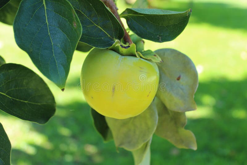 Unripe Persimmon on Tree, in the Season & Fresh Green Leaves Stock ...