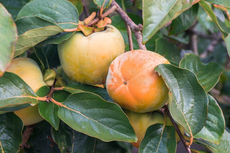 Unripe Persimmon on Tree, in the Season & Fresh Green Leaves Stock ...