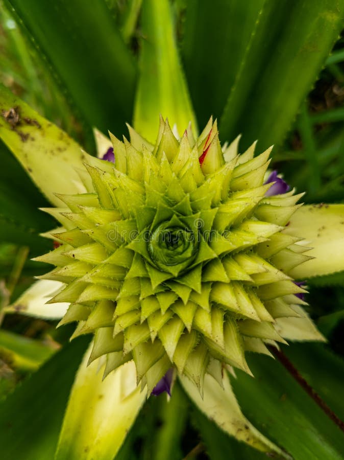 Unripe Pineapple Crown Seen from Above Stock Photo - Image of nature ...