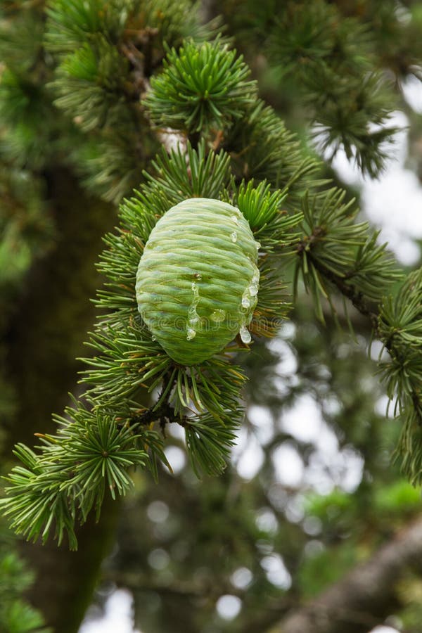 Deodar Seed Stock Photos - Free & Royalty-Free Stock Photos from Dreamstime