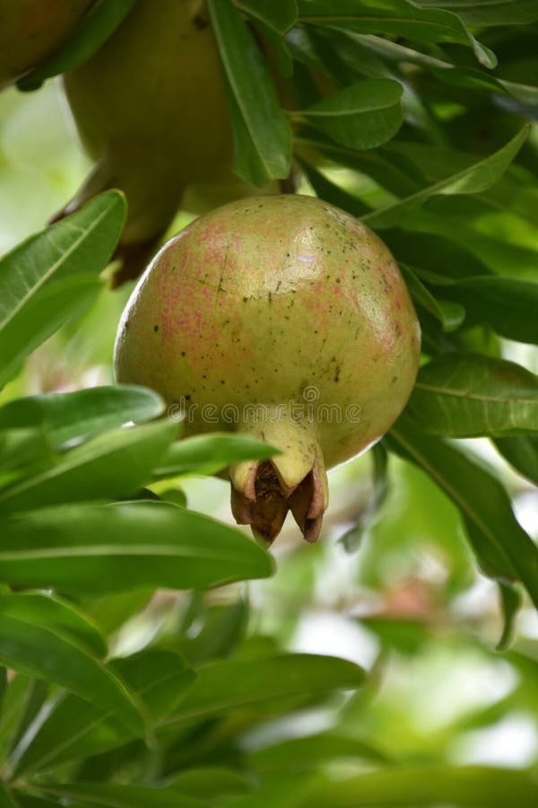 Unripe Pomegranate Hanging on a Tree Stock Photo - Image of tree, fruit ...