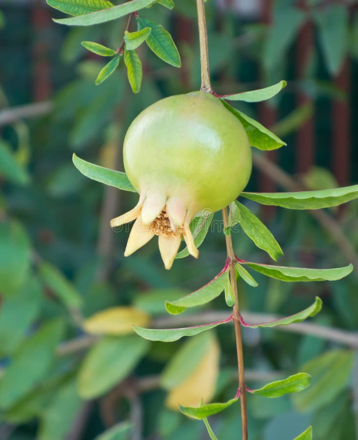 777 Pomegranate Unripe Stock Photos - Free & Royalty-Free Stock Photos ...
