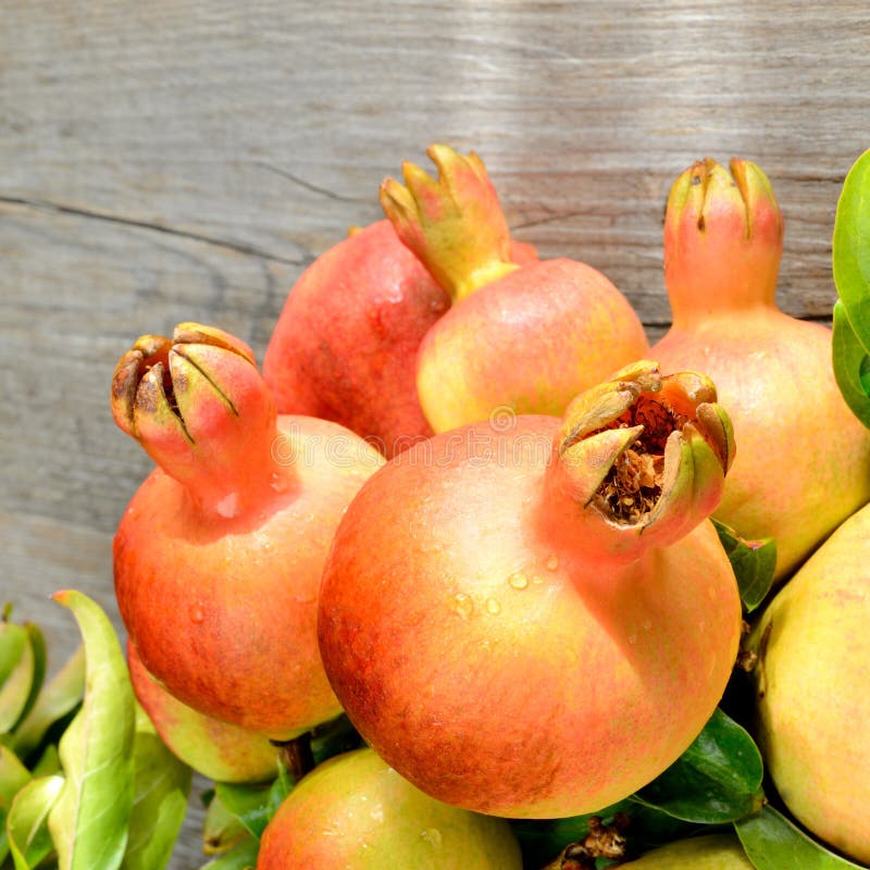 Unripe pomegranates stock photo. Image of agriculture - 33497160