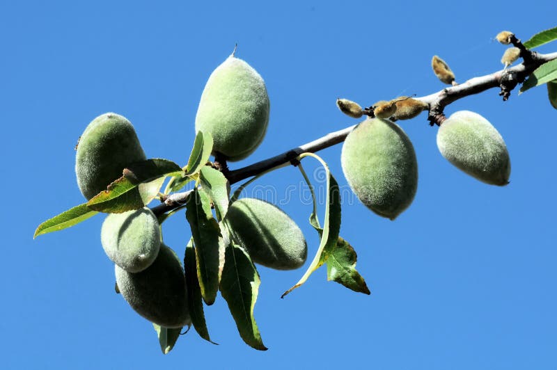 Unripe Prune stock image. Image of plant, organic, diet - 34096083