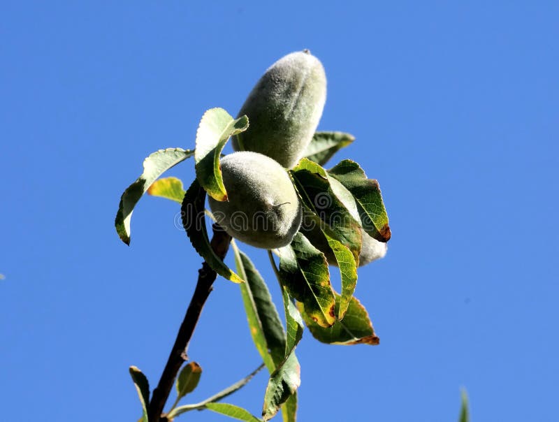 Unripe Prune stock image. Image of food, fruits, health - 245009177
