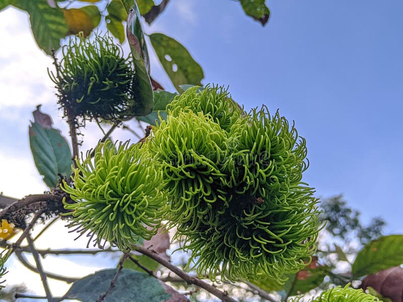 Unripe Rambutan Fruit,native Indonesian Fruit Stock Image - Image of ...