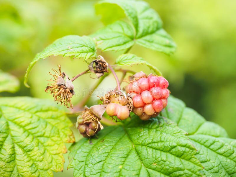 Unripe raspberries stock photo. Image of food, nature - 44119450