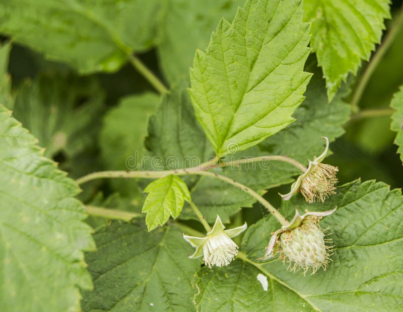 Unripe raspberry berries stock photo. Image of sunny - 97983726