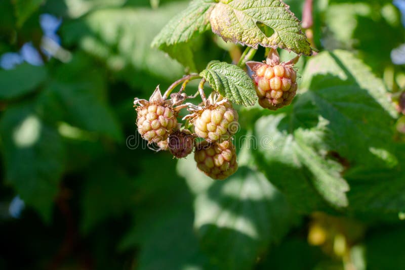 Unripe raspberry berries stock photo. Image of sunny - 97983726