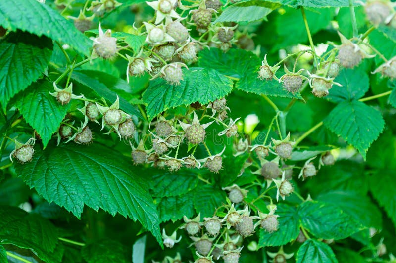 Unripe raspberry berries stock photo. Image of sunny - 97983726