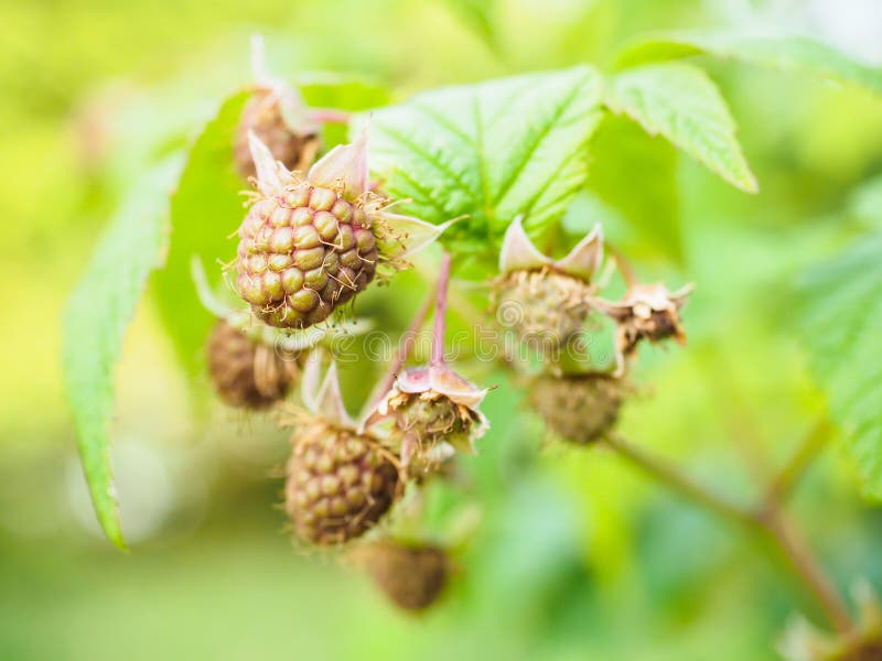 Unripe raspberry berries stock photo. Image of sunny - 97983726