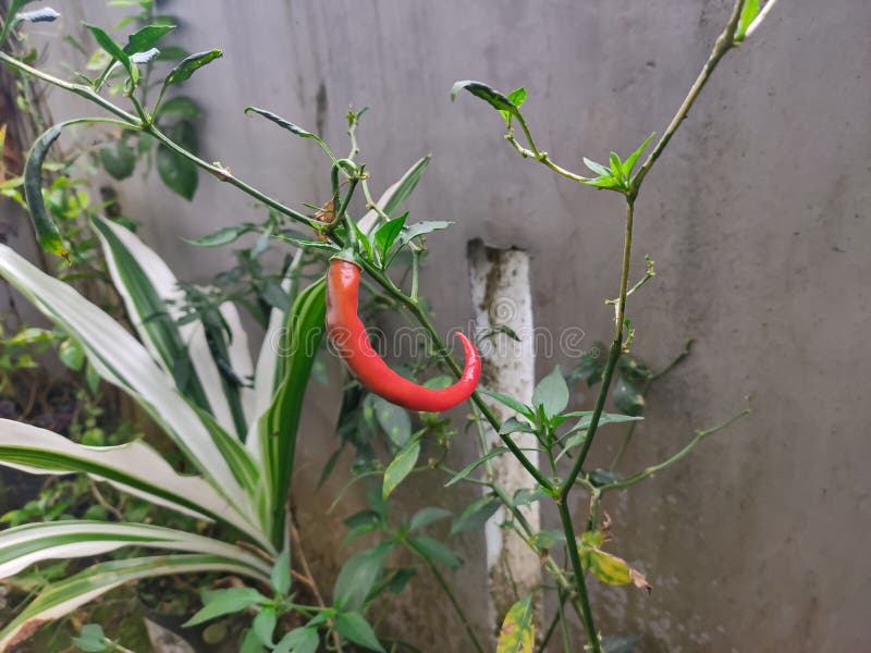 Vicky Anggadwika Leovagustya (Vixvixel) - Photos