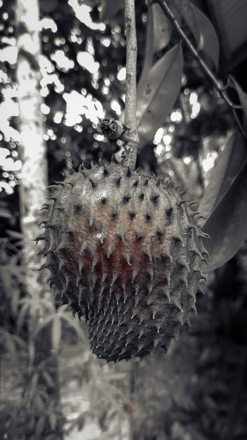 495 Soursop Color Palette Stock Photos - Free & Royalty-Free Stock ...