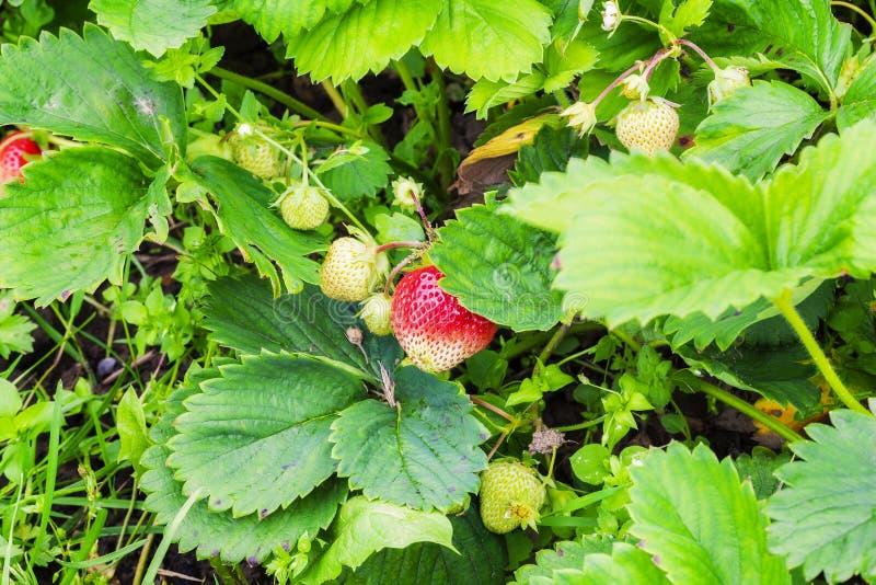Unripe Strawberries In The Garden Stock Photo - Image of time, foliage ...