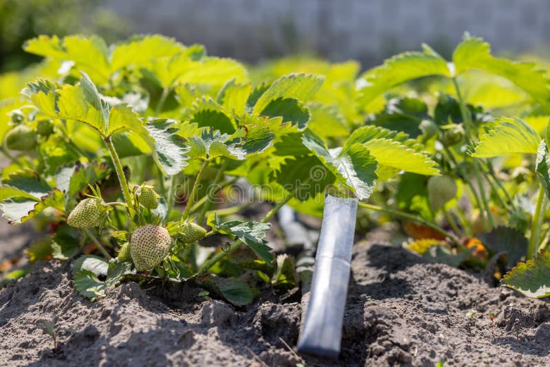 Drip Irrigation System Watering Young Strawberry Plants in a Field ...