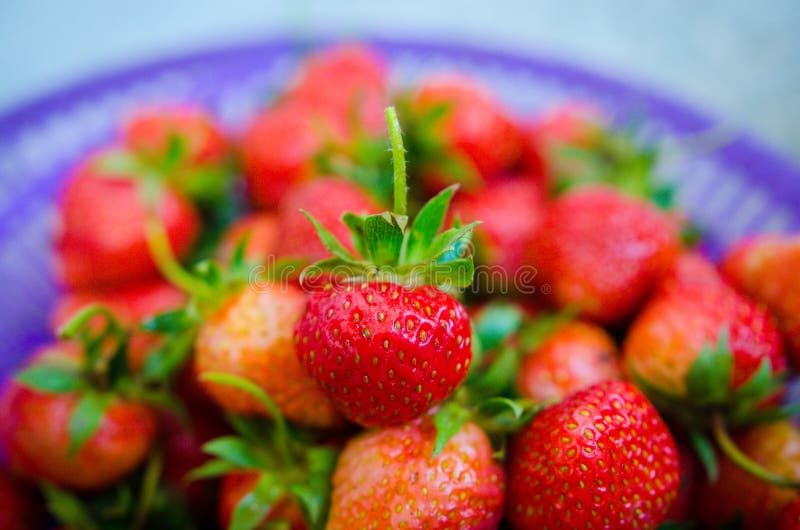 Unripe strawberry stock photo. Image of organic, healthy - 40747548