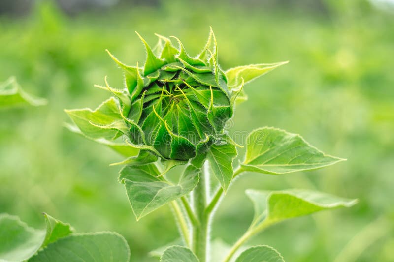 Unripe sunflower stock photo. Image of closeup, flower - 97336046
