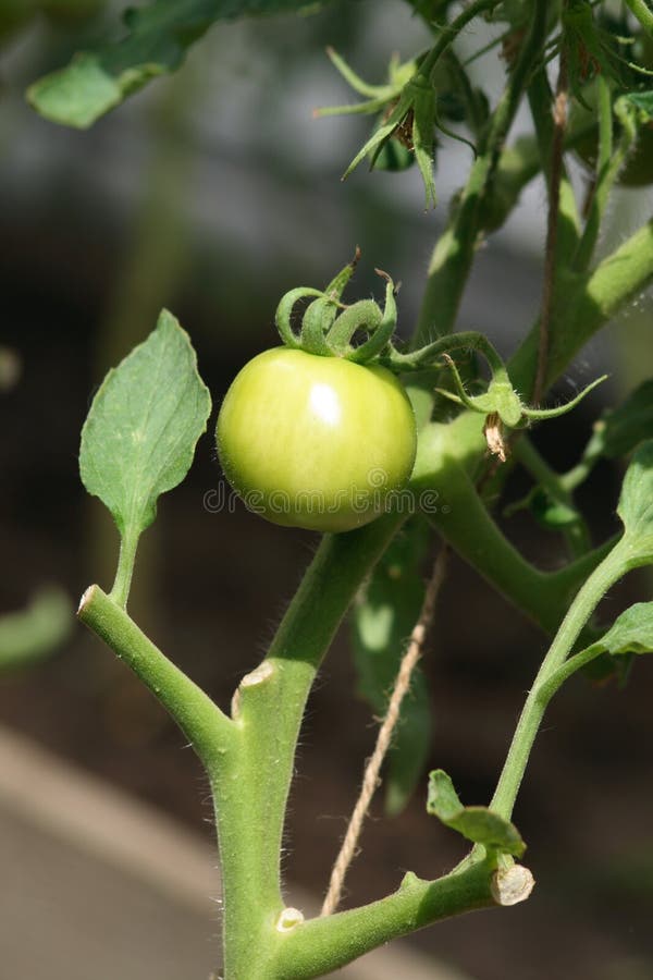 Unripe tomato stock photo. Image of conservatory, plant - 12004992