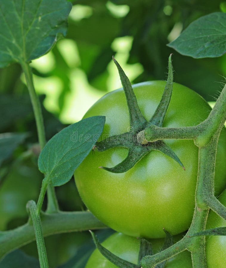 Unripe tomato stock image. Image of unripe, garden, vegetable - 20481919