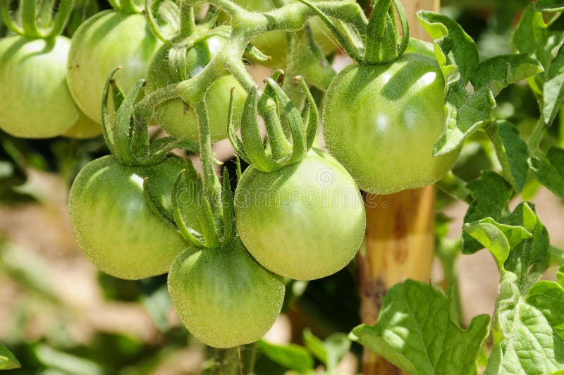 Unripe tomatoes stock photo. Image of immature, nature - 15124242