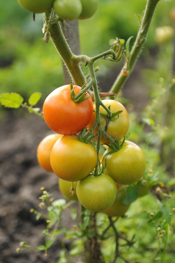 Unripe tomatoes stock photo. Image of natural, juicy - 23347836