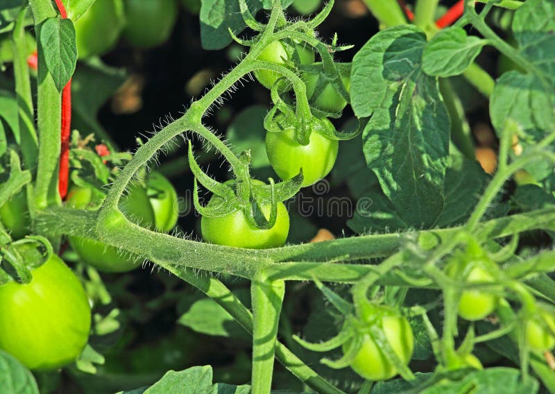 Unripe Tomatoes stock image. Image of nature, leaves - 36533425