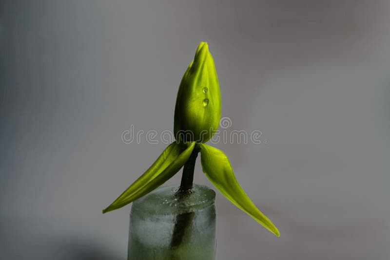 Tulip in ice stock photo. Image of tulip, freezed, freez - 38636544