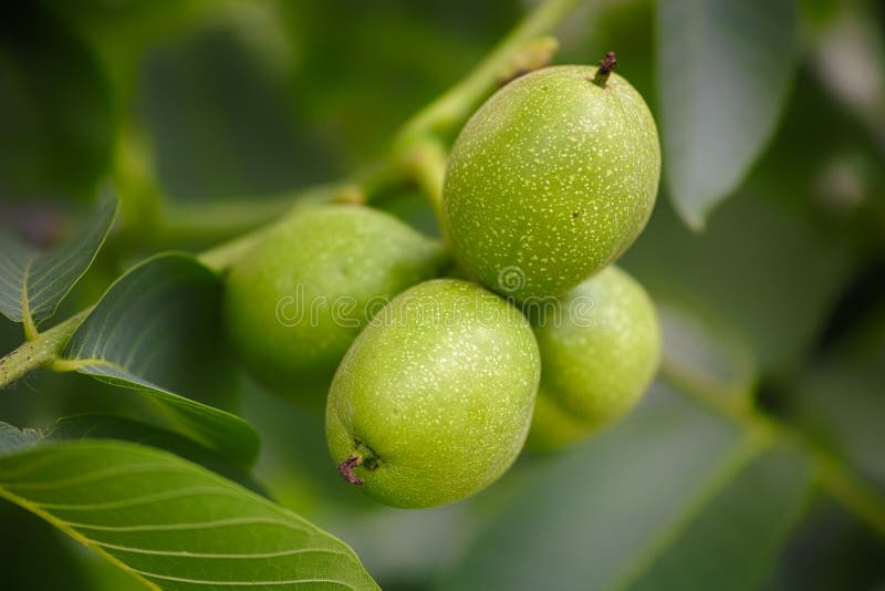 Unripe Walnuts Growing on a Tree Stock Photo - Image of unripe, nutwood ...