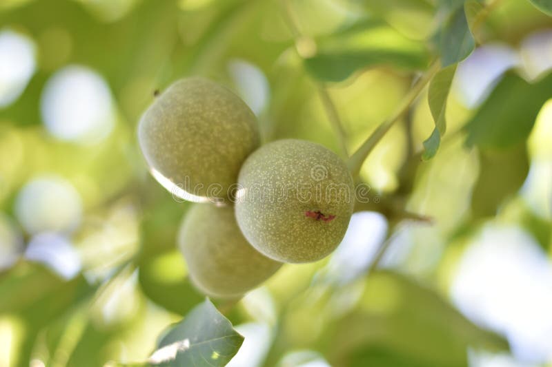 Unripe Walnuts (Juglans Regia) Stock Image - Image of walnuts ...