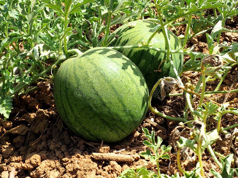 Unripe Watermelons in the Fields in Israel Stock Photo - Image of east ...