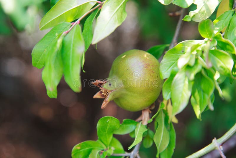 Unripe Wild Green Pomegranate on a Tree on a Sunny Day Stock Photo ...