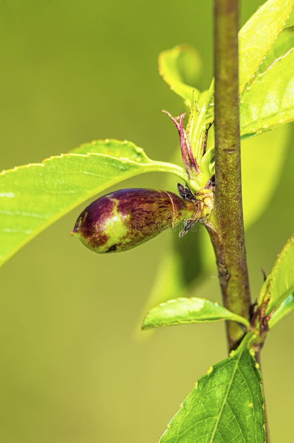 Unripe Young Nectarine Peach on Tree. Stock Image - Image of nutrition ...