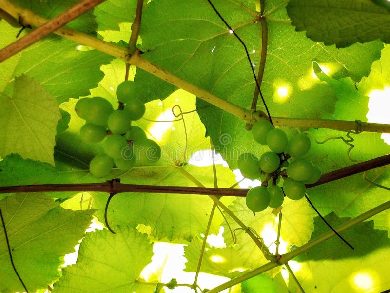 Unriped Green Grapes stock photo. Image of botany, branch - 262070264