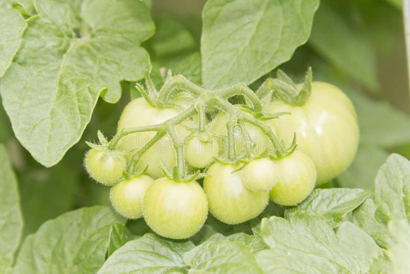 Unripened Tomatoes stock photo. Image of gardening, diet - 42694044