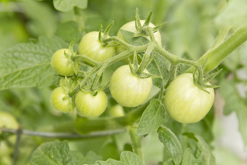 Unripened Tomatoes stock image. Image of unripened, unripe - 42694083