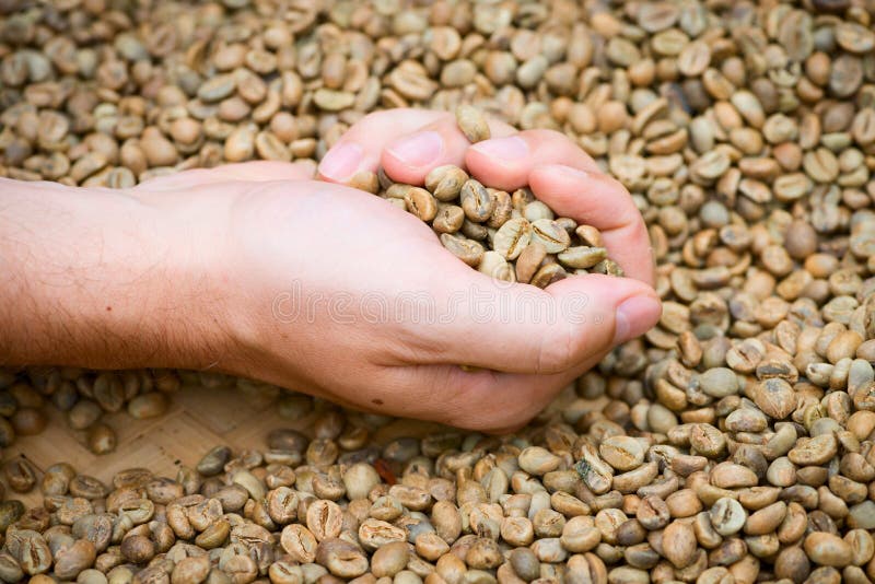 Unroasted Coffee Beans on Hand Stock Image - Image of hand, hold: 29212021