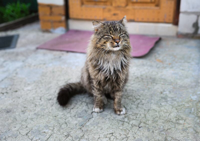 Unruffled wild cat stock photo. Image of dishevelled - 71116374