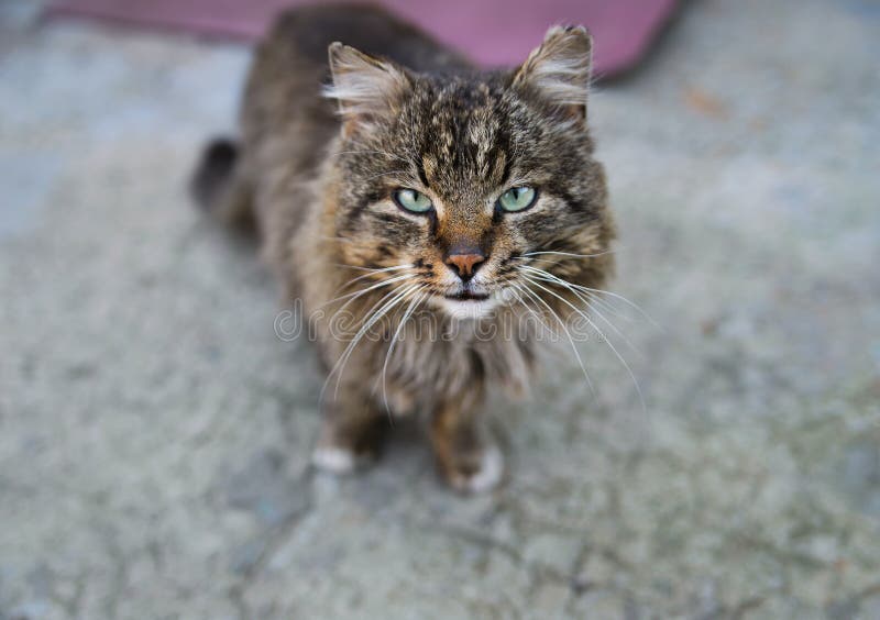 Unruffled wild cat stock photo. Image of dishevelled - 71116374