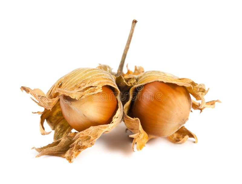 Dry Unseasoned Filbert Stock Photos - Free & Royalty-Free Stock Photos ...